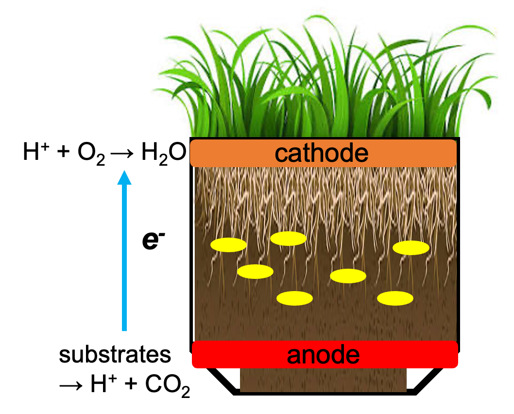 Leverhulme Trust PhD project: Lawn grass microbial fuel cells for ...
